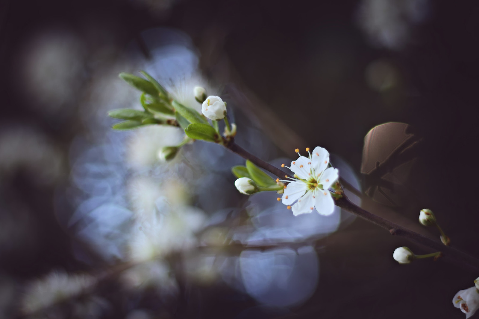 How Can You Use Math in Your Photography Career? - Expéditions de l'Extrème