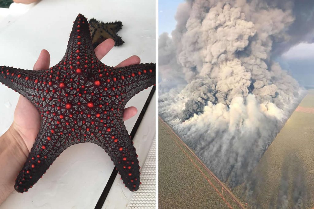 25 Unusual Photos That Uncover the Strange and Surprising Side of Our ...